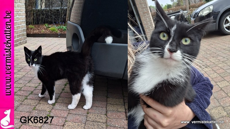 Vermiste Katten | Gevonden katten Oost-Vlaanderen