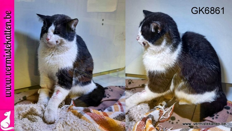 Vermiste Katten | Gevonden katten Oost-Vlaanderen