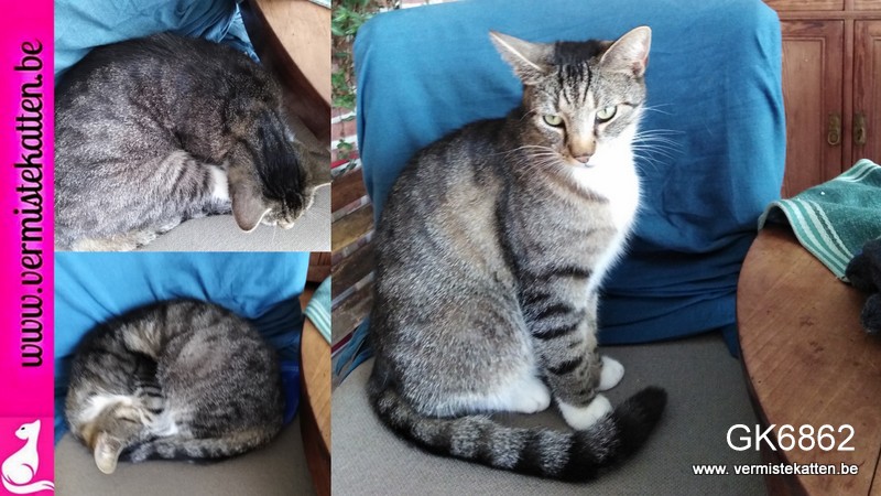 Vermiste Katten | Gevonden katten Vlaams-Brabant