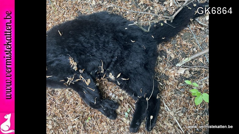 Vermiste Katten | Overleden gevonden katten
