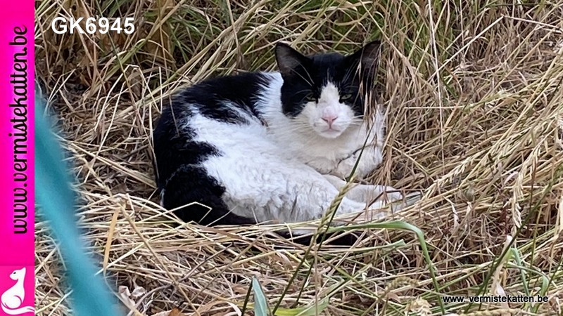 Vermiste Katten | Gevonden katten Oost-Vlaanderen