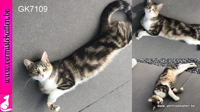 Vermiste Katten | Gevonden katten Oost-Vlaanderen