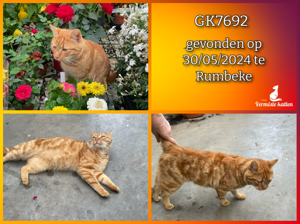 Vermiste Katten | Gevonden katten West-Vlaanderen