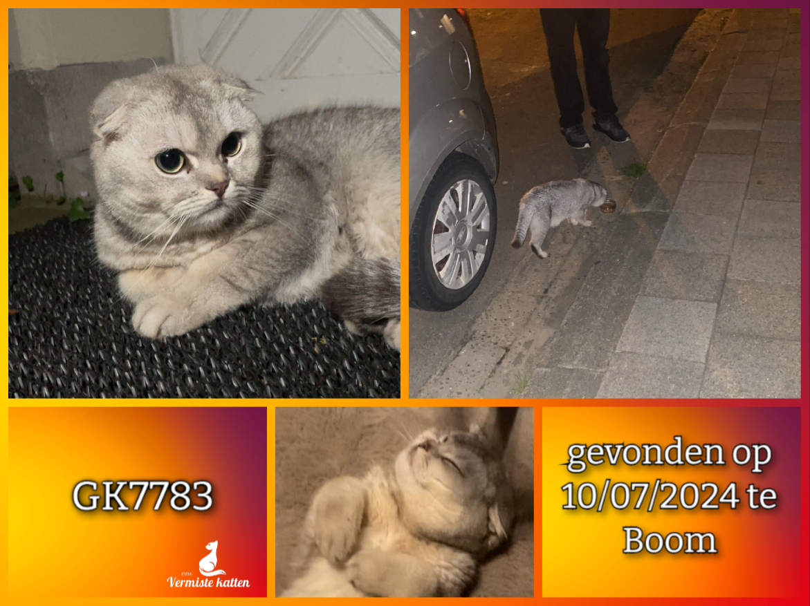 Vermiste Katten | Gevonden katten Antwerpen