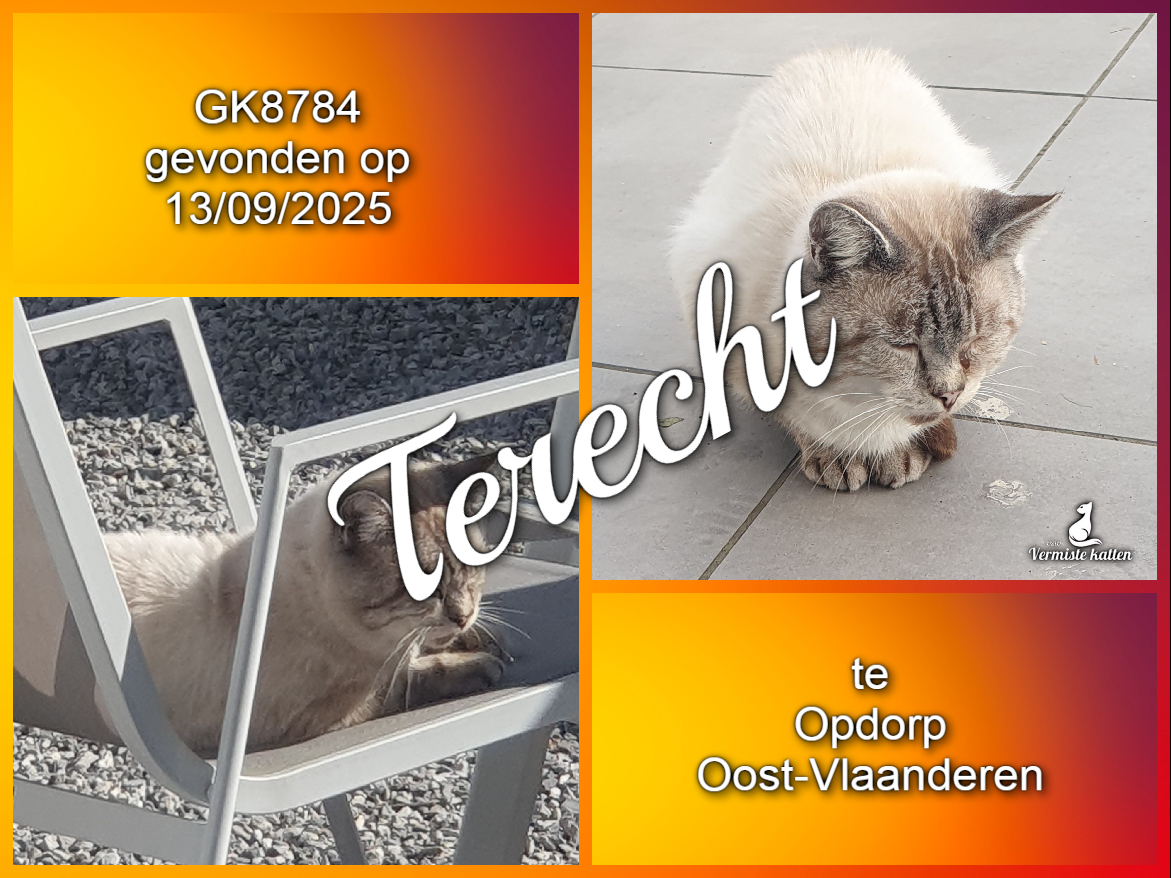 Vermiste Katten | Vermiste en gevonden katten in Belgie
