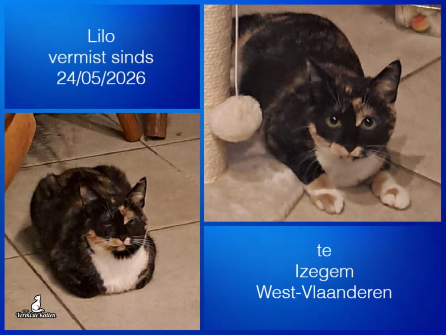 Vermiste Katten | Lilo vermist sinds 24/05/2026 te Izegem West-Vlaanderen