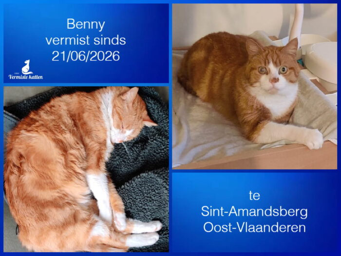 Vermiste Katten | Benny vermist sinds 21/06/2026 te Sint-Amandsberg ...