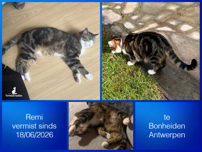 Vermiste Katten | Remi vermist sinds 18/06/2026 te Bonheiden Antwerpen